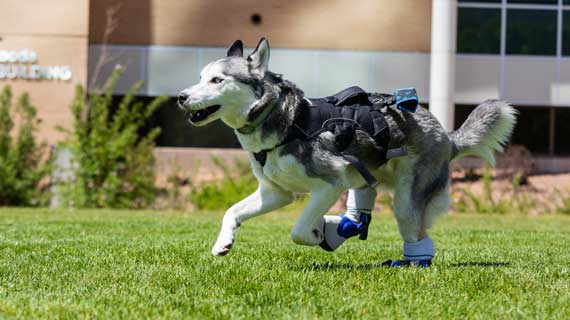 Engineering Students Create Prosthetics For Best Friends Pup Suu